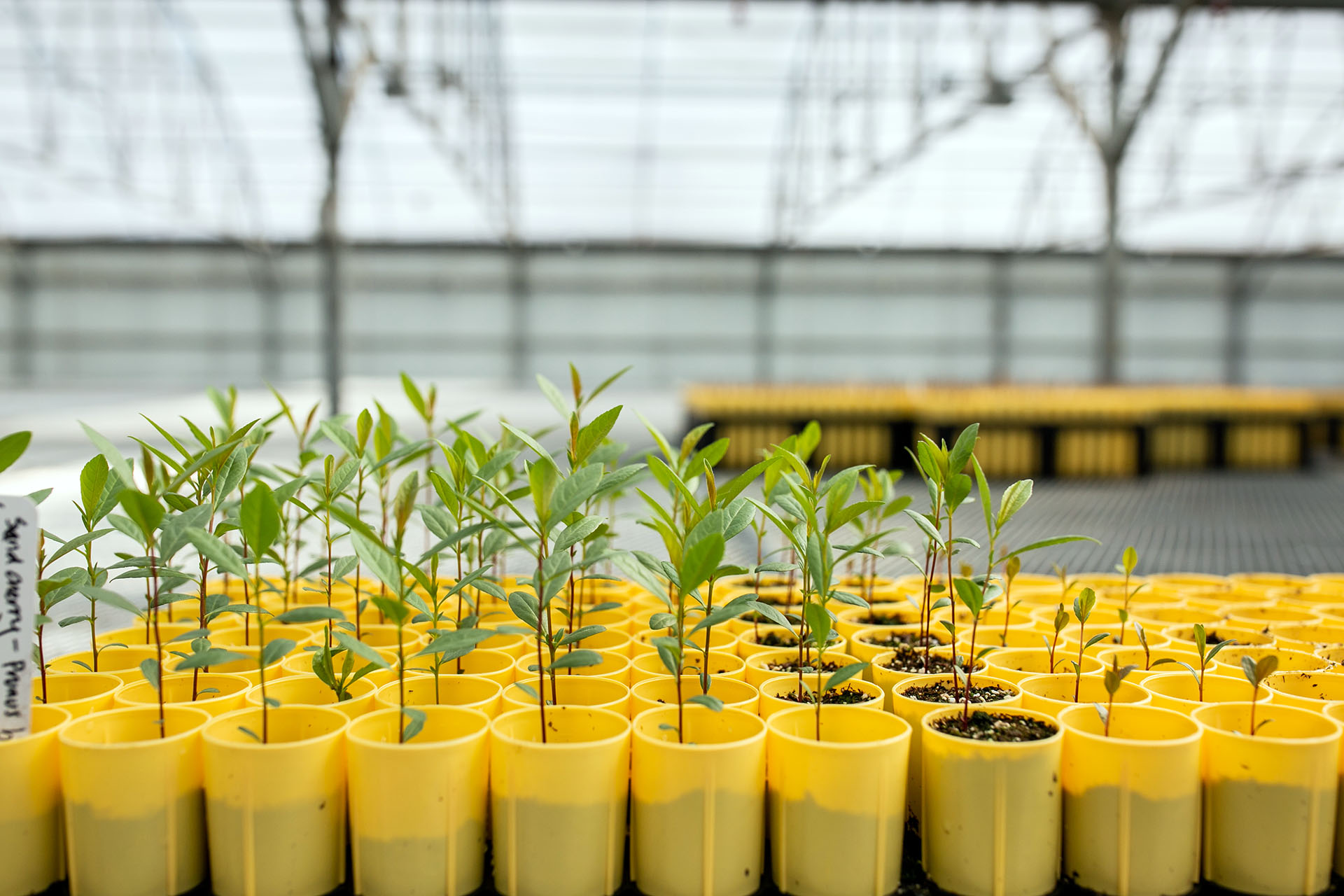 Our Trees - OneCanopy