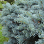 Our Trees & Plants - OneCanopy