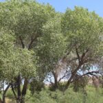 Our Trees & Plants - OneCanopy