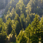 Our Trees & Plants - OneCanopy