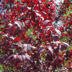 Our Trees & Plants - OneCanopy