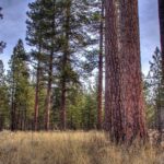 Our Trees & Plants - OneCanopy