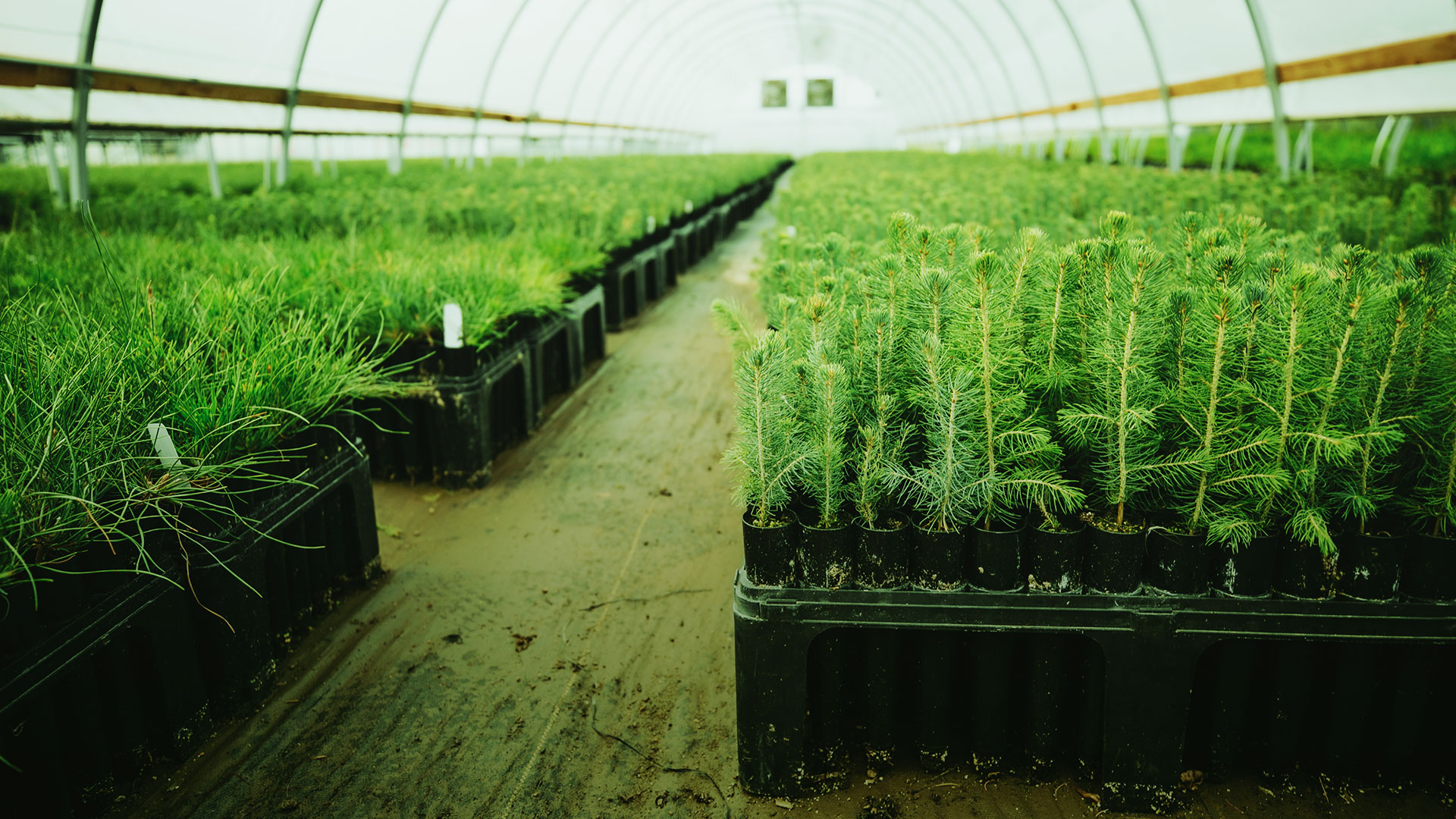 Our Trees & Plants - OneCanopy