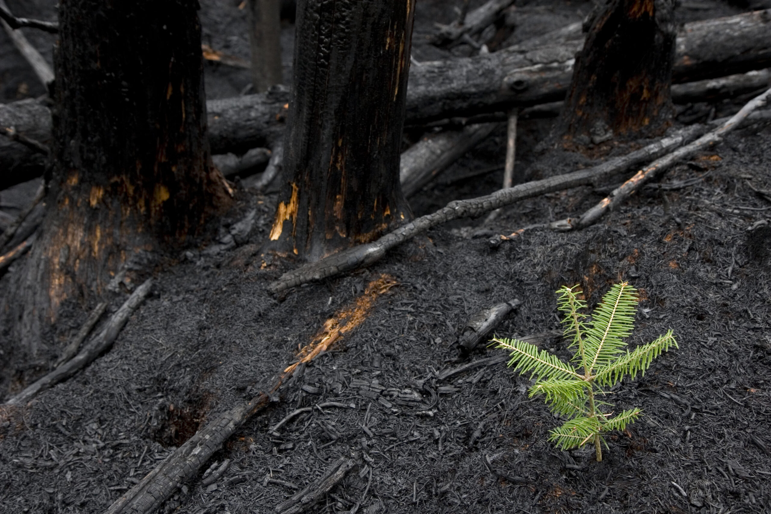 Large-scale reforestation | OneCanopy
